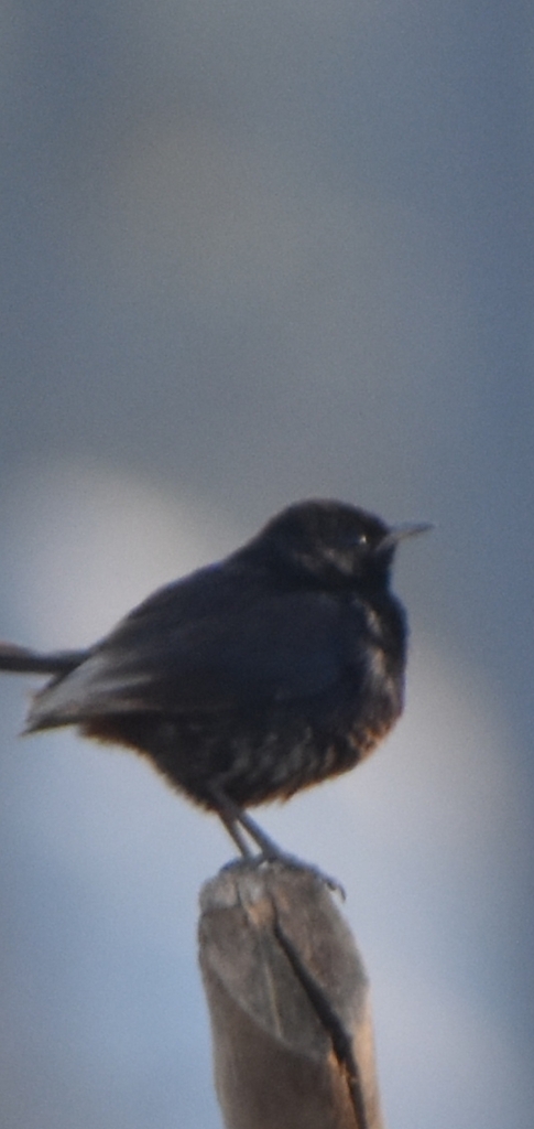 Birds from Bukkasagara on March 07, 2023 at 04:25 PM by Suma Badri ...