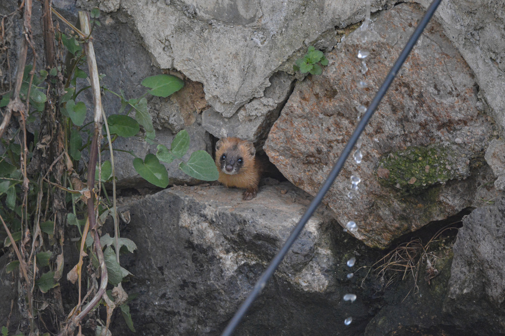 Siberian Weasel from 中国江苏省南京市江宁区 on March 7, 2023 at 10:41 AM by Cyan ...