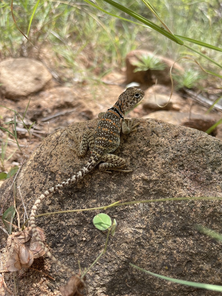 Eastern Collared Lizard from S 69th E Ave, Tulsa, OK, US on February 12 ...