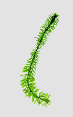 American Elodea (Indiana Pesticide Plants) · iNaturalist