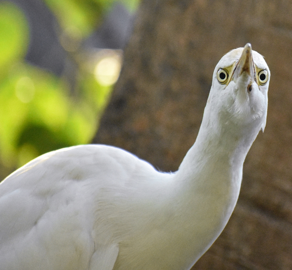 Eastern Cattle-Egret from Chendani Koliwada, Jambli Naka, Thane West ...