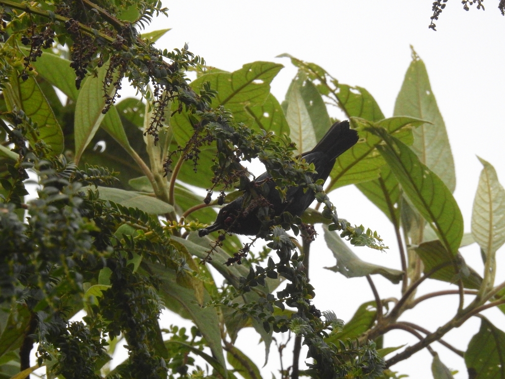 Masked Flowerpiercer from Reserva Biológica Yanacocha on March 05, 2023 ...