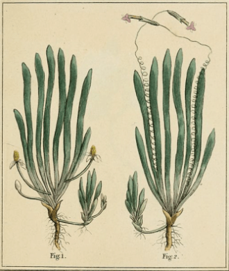 Vallisneria Diagram With Label