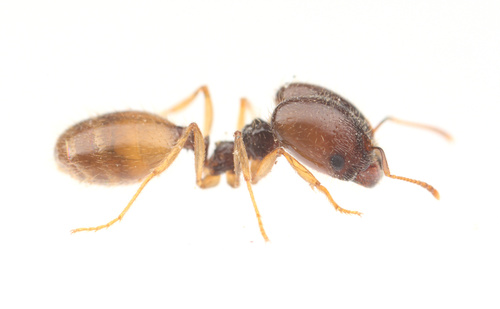 Bearded Big-headed Ant (Pheidole barbata)