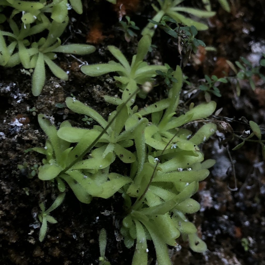 (Pinguicula simulans) - Botanical Realm