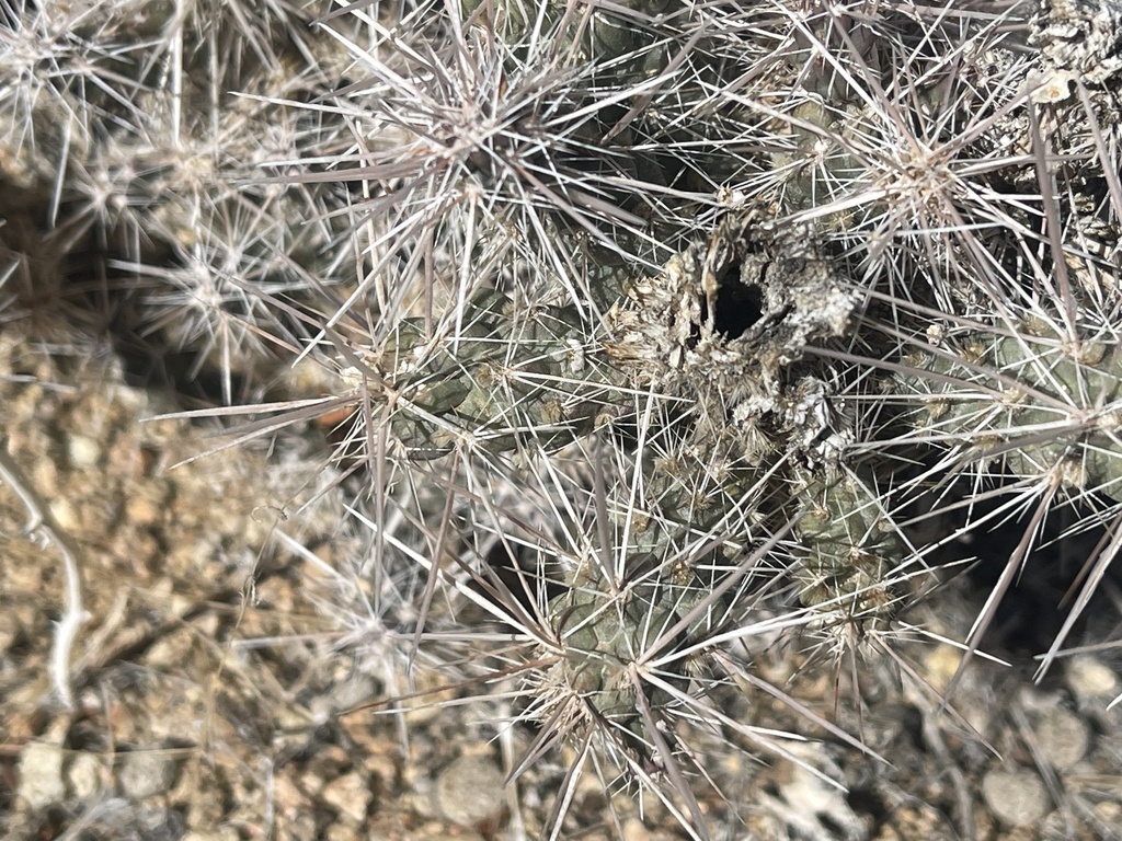Matted Cholla in March 2023 by royamiller · iNaturalist