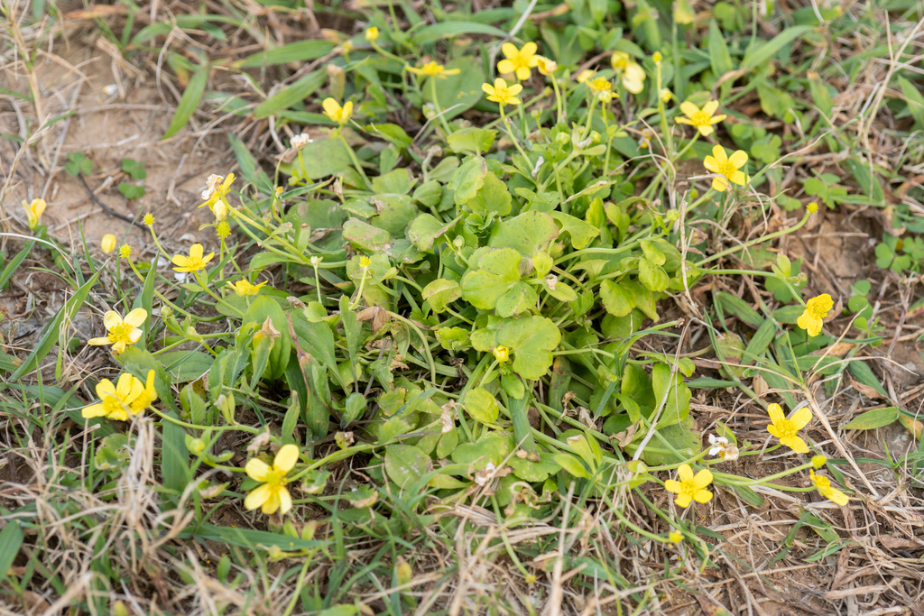 Ranunculus ternatus in March 2023 by 陳鴻文 · iNaturalist