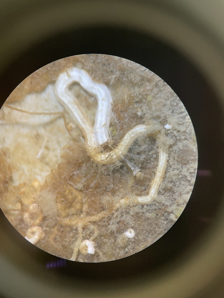 Hydroides from Manly Boat Harbour, Manly, QLD, AU on March 02, 2023 at ...