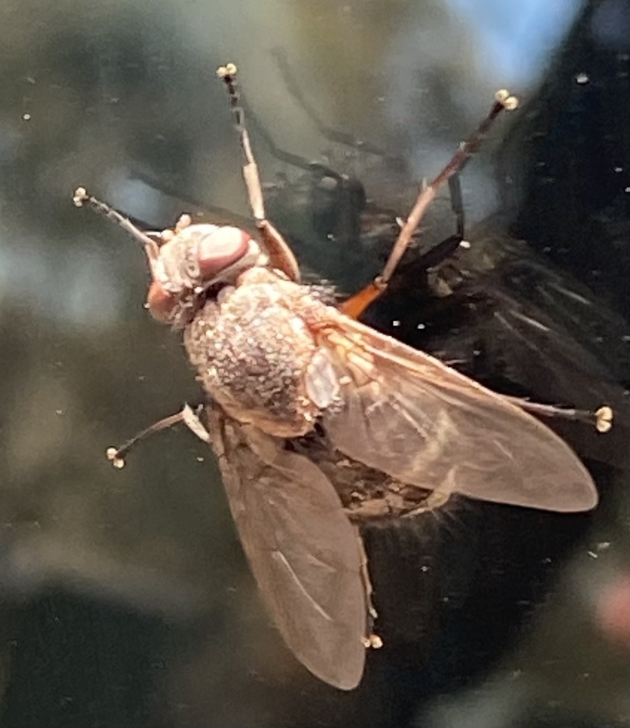 Calyptrate Flies from Federal Highway, Wollogorang, NSW, AU on March 8 ...