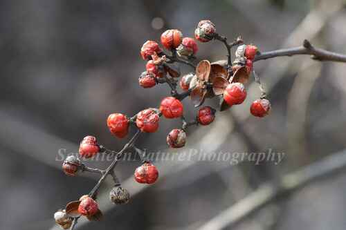 Celastrus angulatus · iNaturalist