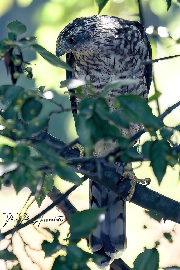 Northern Goshawk from Allendale, NJ 07401, USA on August 03, 2020 at 11 ...