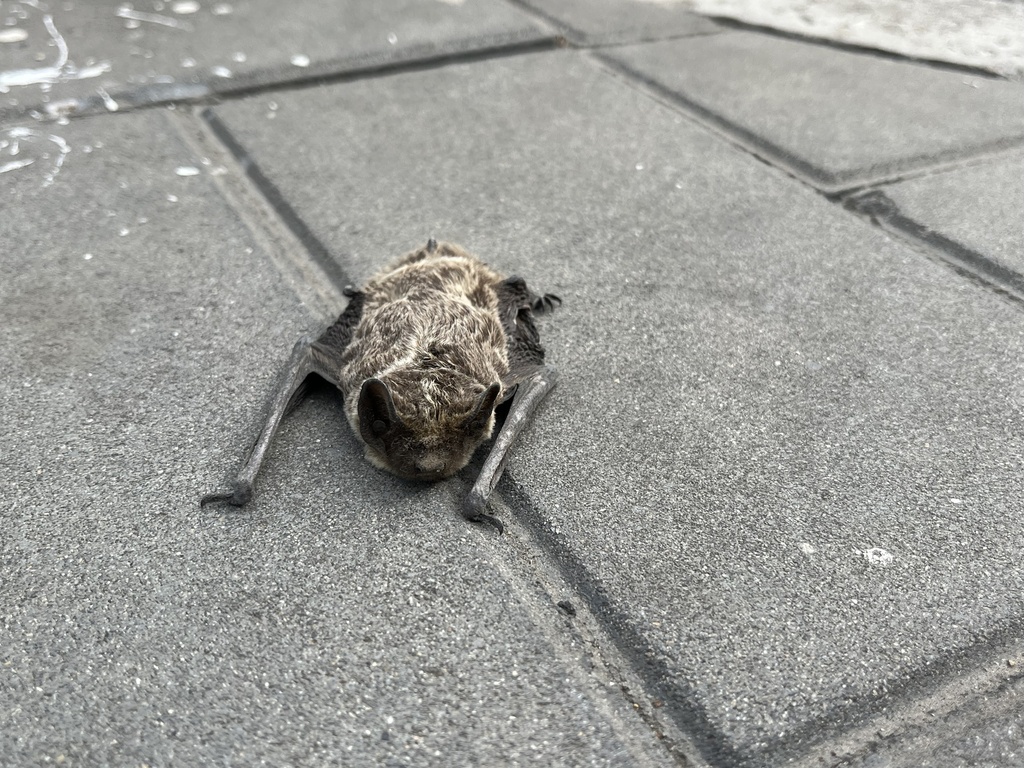 Asian Particoloured Bat from 西什库大街, 北京市, CN on March 8, 2023 at 02:19 ...
