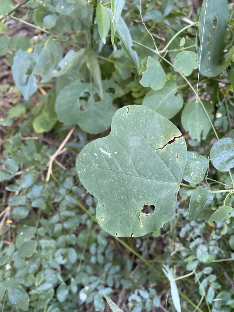slender passionflower from Soto la Marina, Tamaulipas, MX on January 4 ...