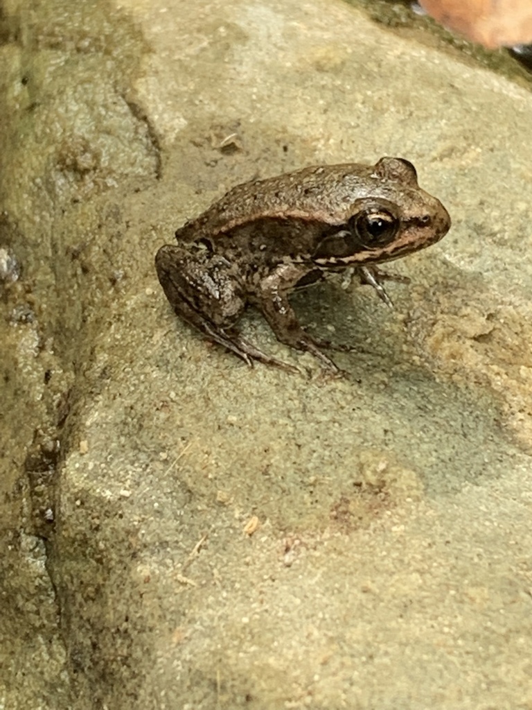 California Red-legged Frog in September 2021 by aplesnoaks · iNaturalist