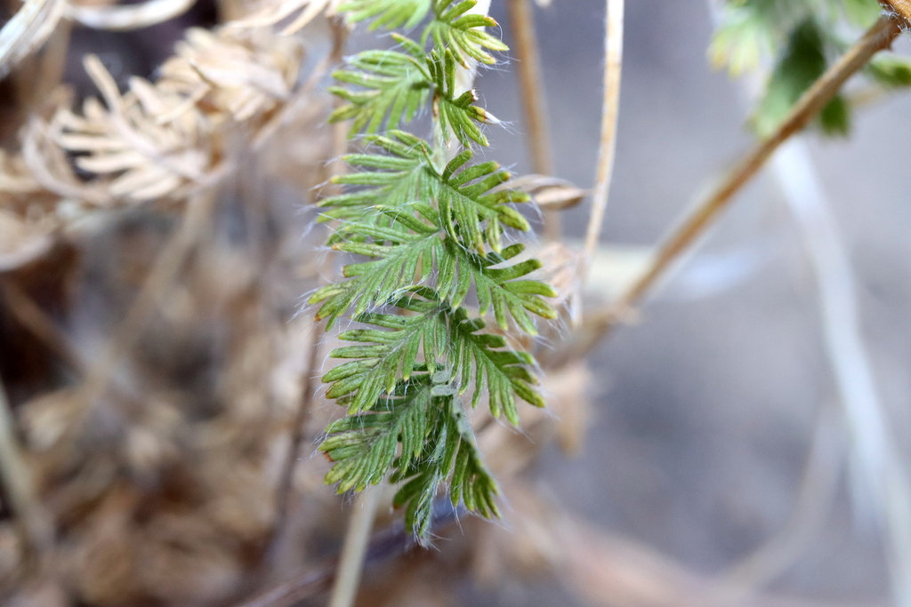 Bidibid from Santiago, Región Metropolitana, Chile on March 07, 2023 at ...