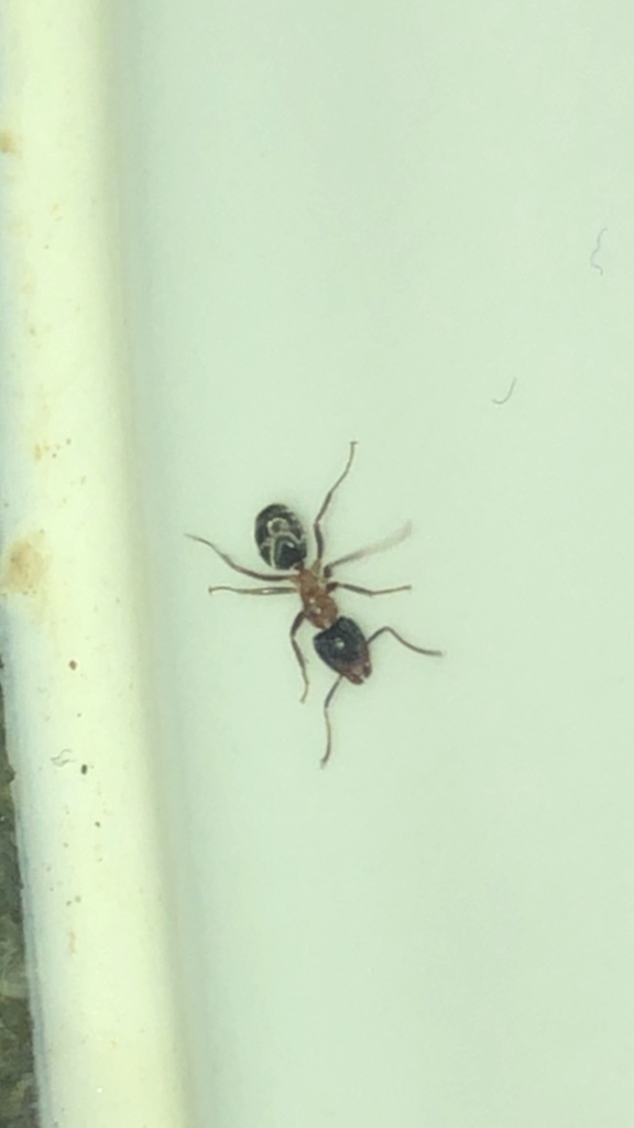 Western Velvety Tree Ant in March 2023 by bjlmt · iNaturalist