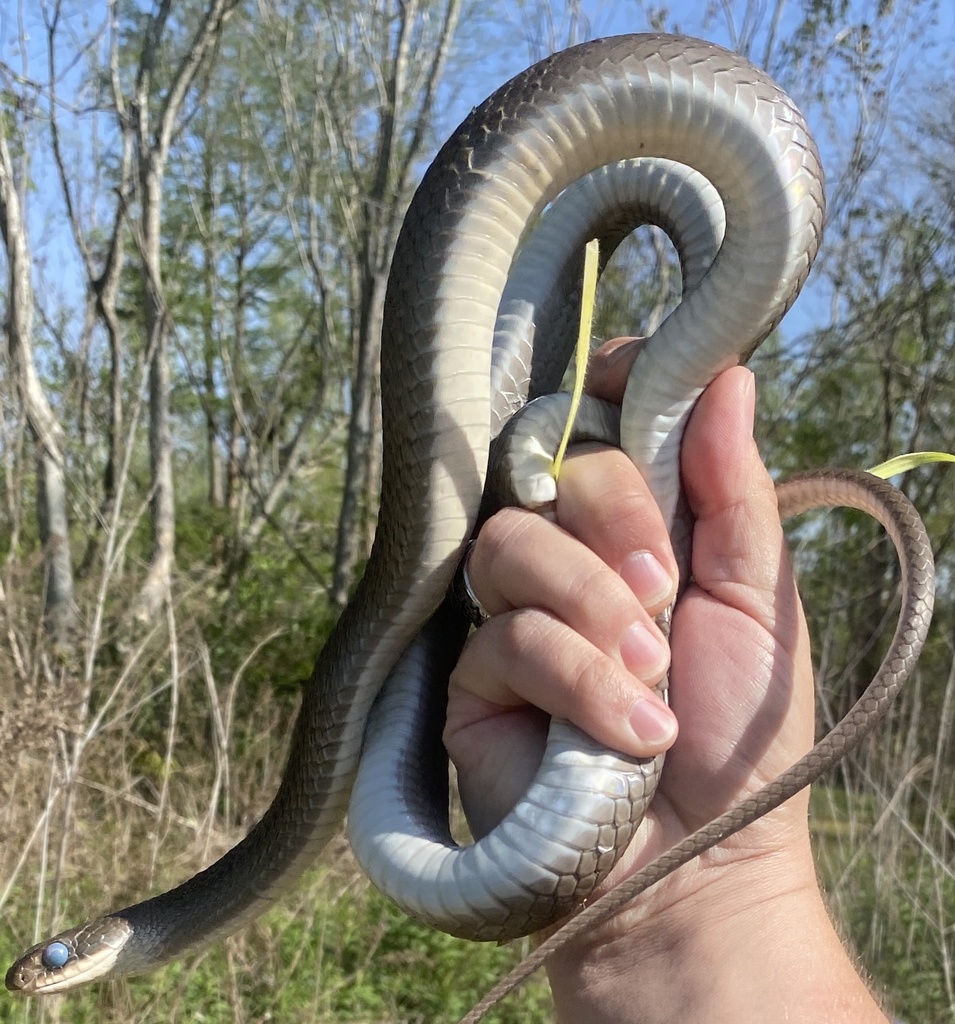 Black-masked Racer in March 2023 by R. Reed McClure · iNaturalist
