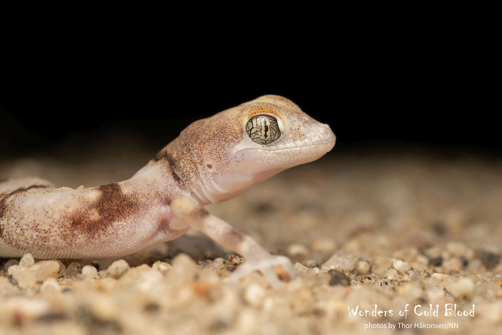 Cape Cross Thick-toed Gecko from Erongo Region, Namibia on February 25 ...