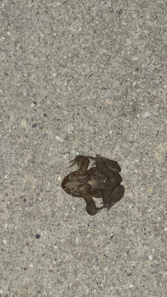 American Toad from Brookeville Landing Ct, Bowie, MD, US on March 04 ...