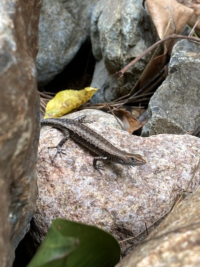 Saxicoline Sunskink from Bowling Green Bay National Park, Mount Elliot ...