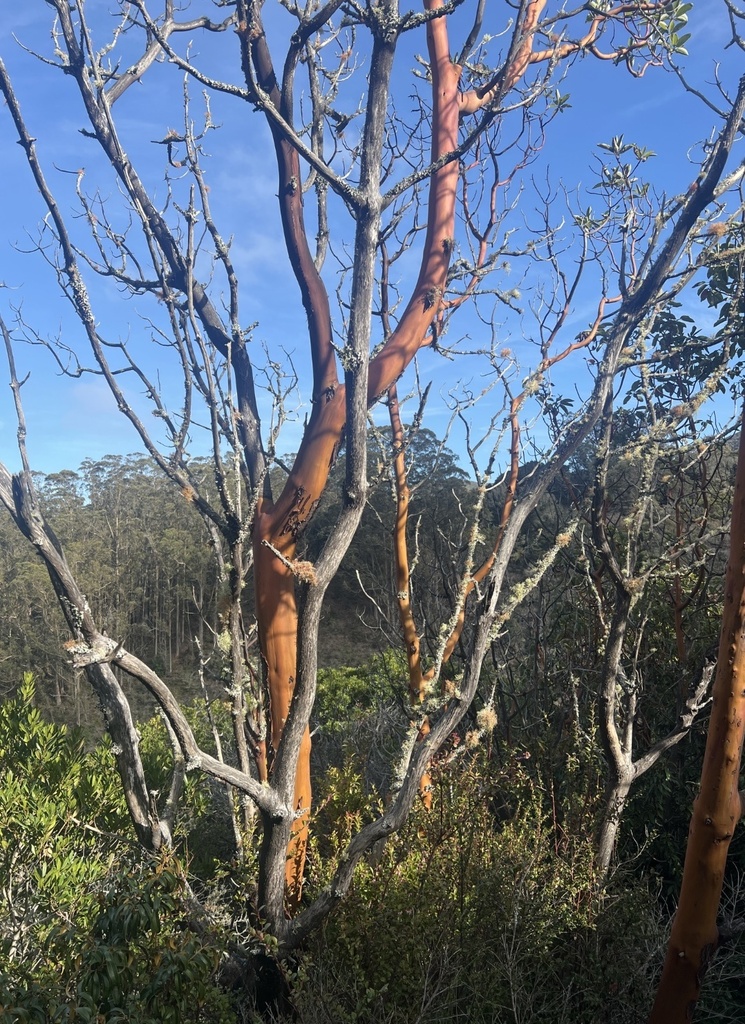 madrones on March 8, 2023 at 06:13 PM by Nehrain Albender · iNaturalist