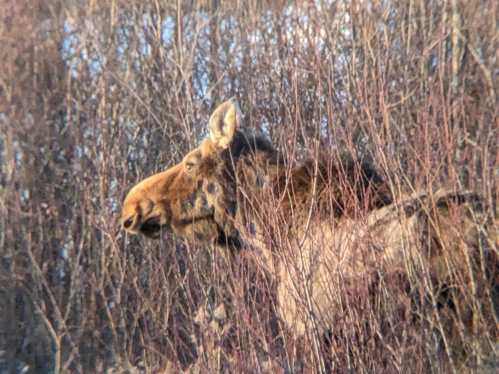 Moose from Fort McMurray, AB T9H 4B8, Canada on March 8, 2023 at 05:32 ...