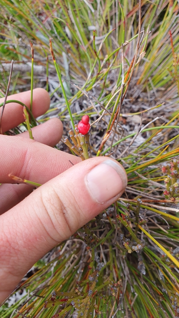Exocarpos humifusus from Western Arthur Range Traverse on February 9 ...