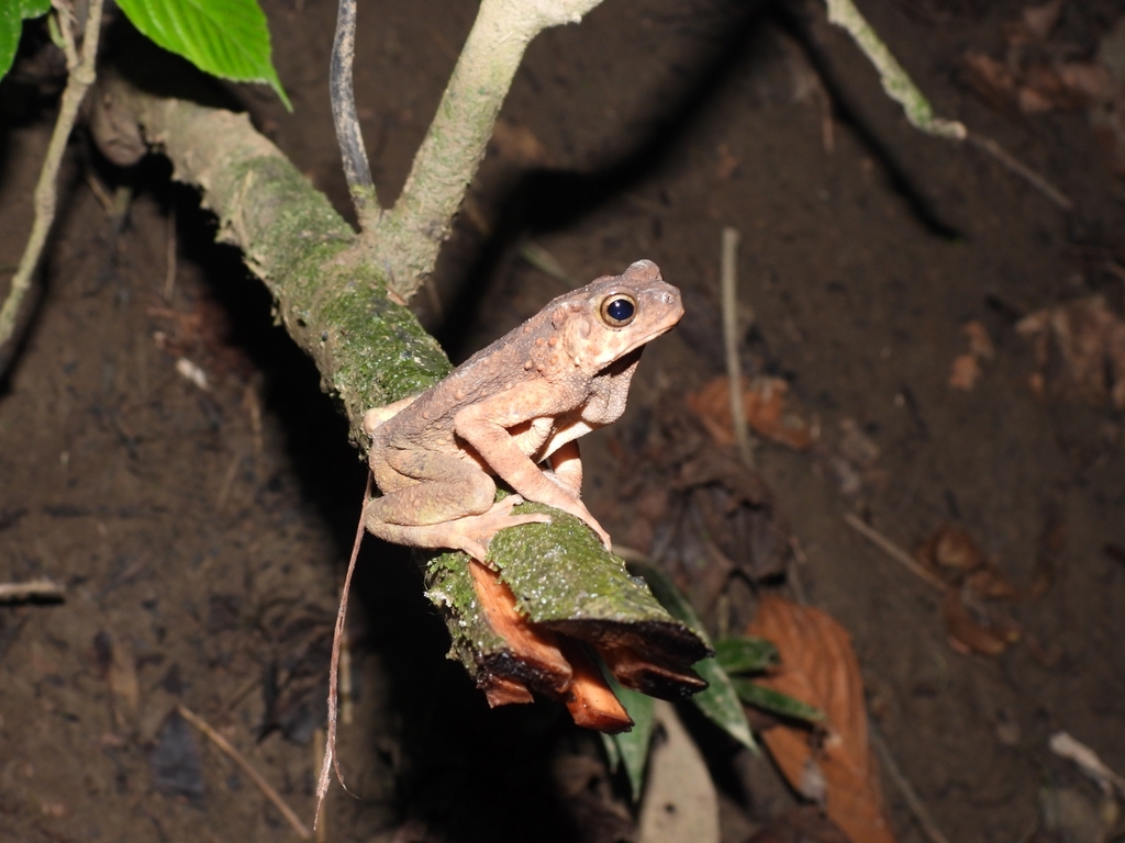 Asian Yellow-spotted Climbing Toad from Muara Lambakan, Kec. Long Kali ...