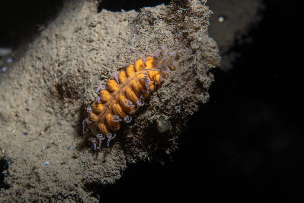 Amblyosyllis from Salish Sea, West Vancouver, BC, CA on March 6, 2023 ...
