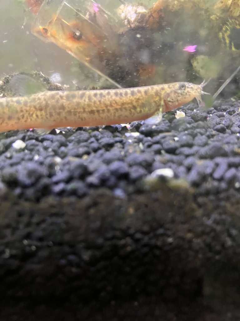 Oriental Weatherfish from Buccaneer Dr, Hoover, AL, US on March 8, 2023 ...