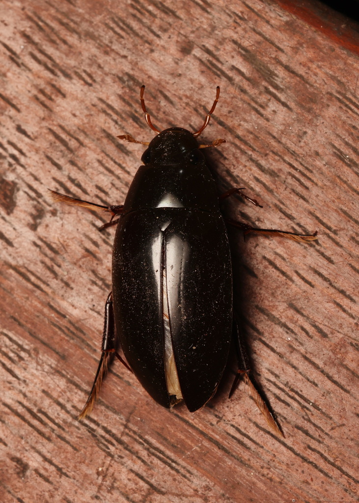 Hydrophilus from Anglesea VIC 3230, Australia on February 23, 2023 at ...