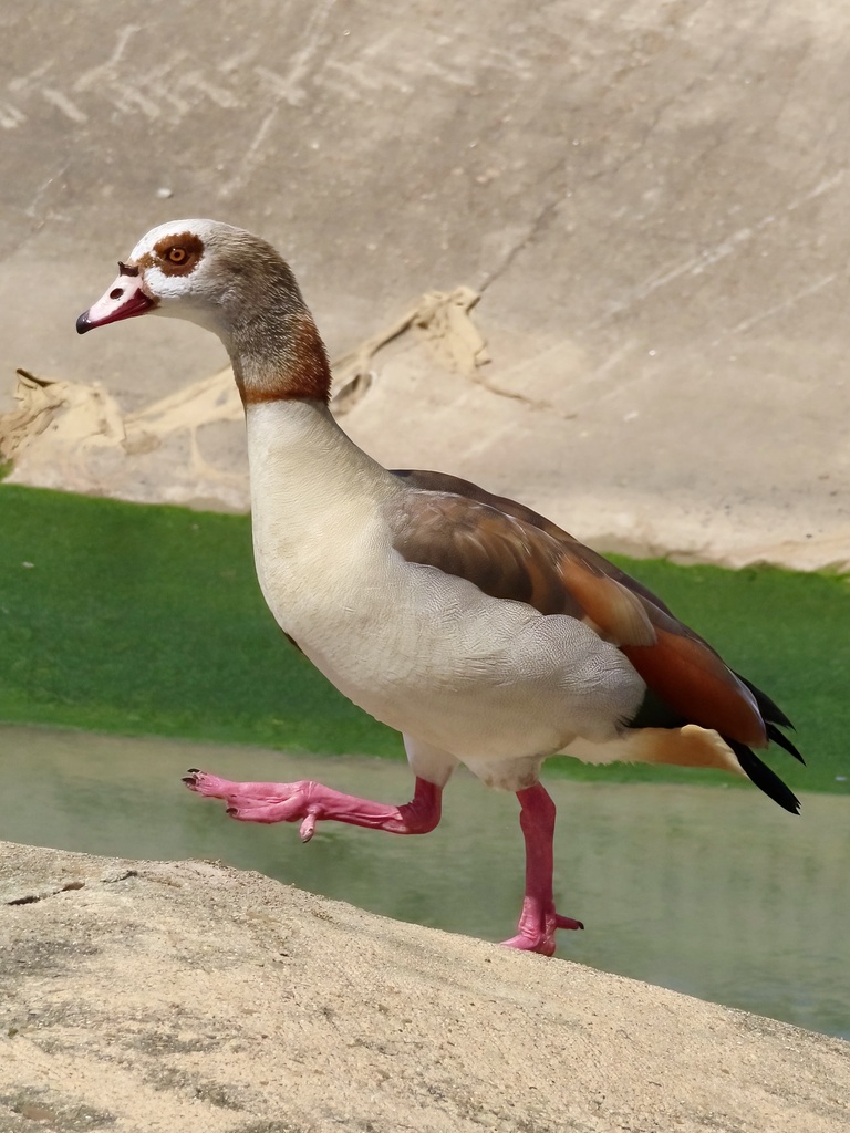 Egyptian Goose from SH-6 S, Houston, TX, US on March 8, 2023 at 12:00 ...