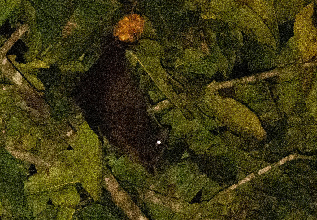 Large Flying Fox in March 2023 by dougnaturalist · iNaturalist