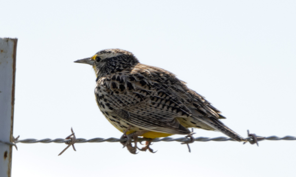 Western Meadowlark from Solano County, CA, USA on March 07, 2023 at 11: ...