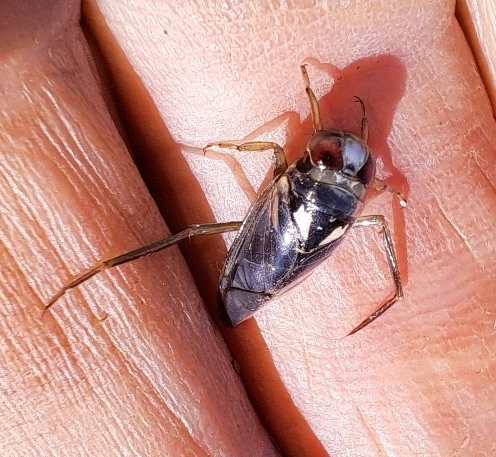 Enithares from Goulburn Mulwaree Bal, AU-NS, AU on March 09, 2023 at 04 ...