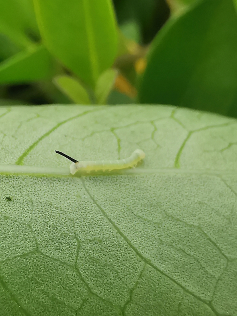 Macroglossine Sphinx Moths from Recreation Park Abu Dhabi - E9-01 - Al ...