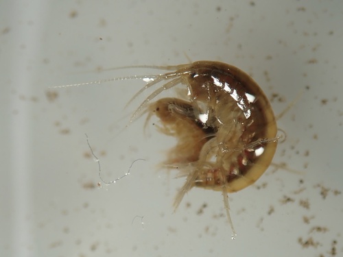 Gammarus nipponensis · iNaturalist