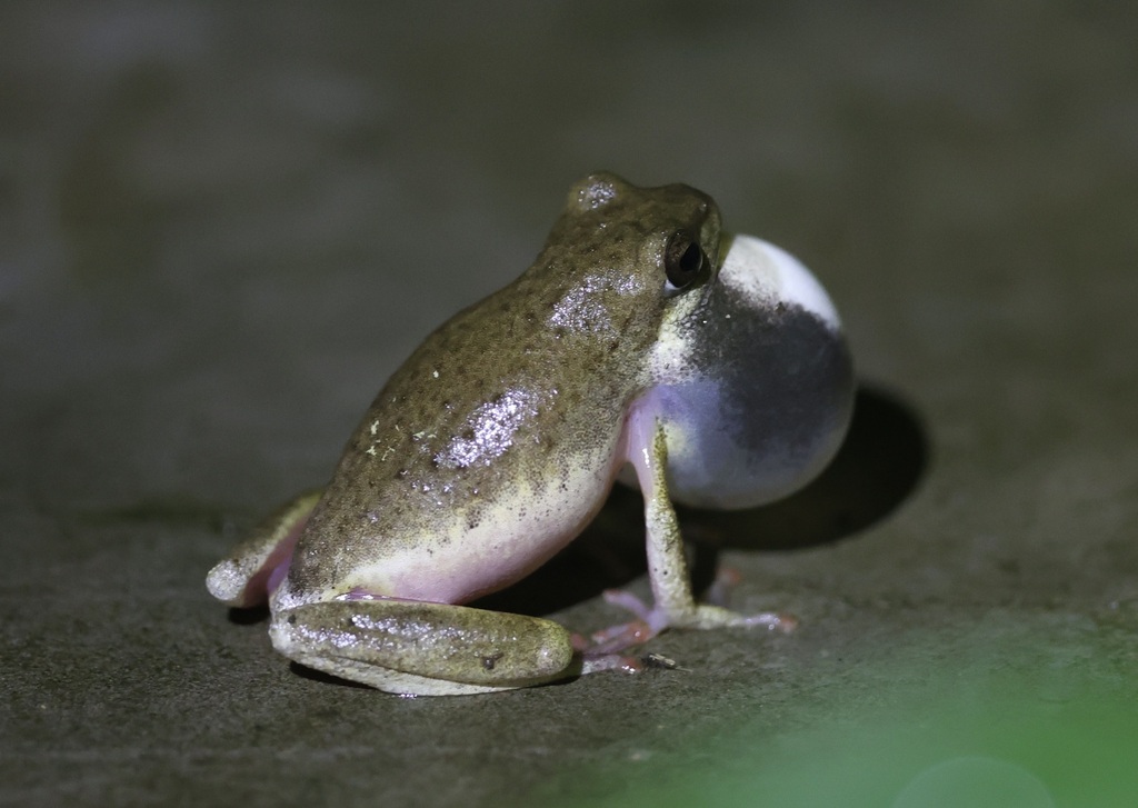 Frog-biting Midges from W4V4+6R6, Thyolo, Malawi on January 1, 2022 at ...
