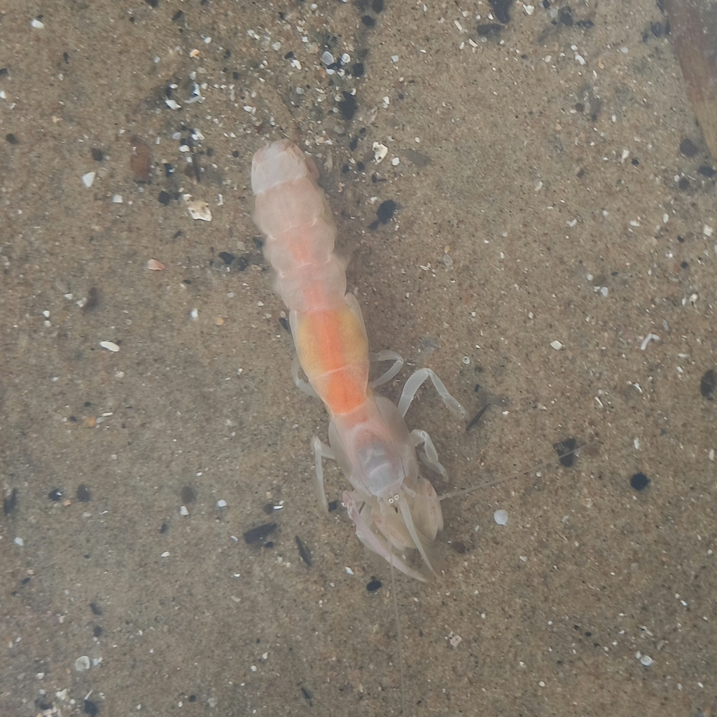 Ghost Shrimps from Queensland, Australia on March 09, 2023 at 05:05 PM ...