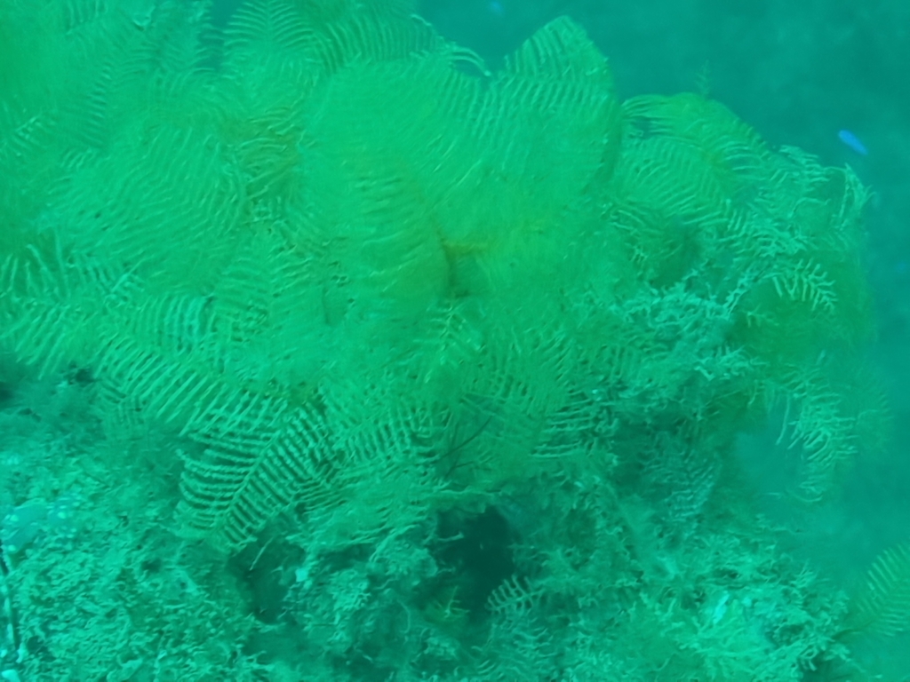 Myriopathes from Navy Pier on March 9, 2023 at 09:44 AM by Jo Stacey ...
