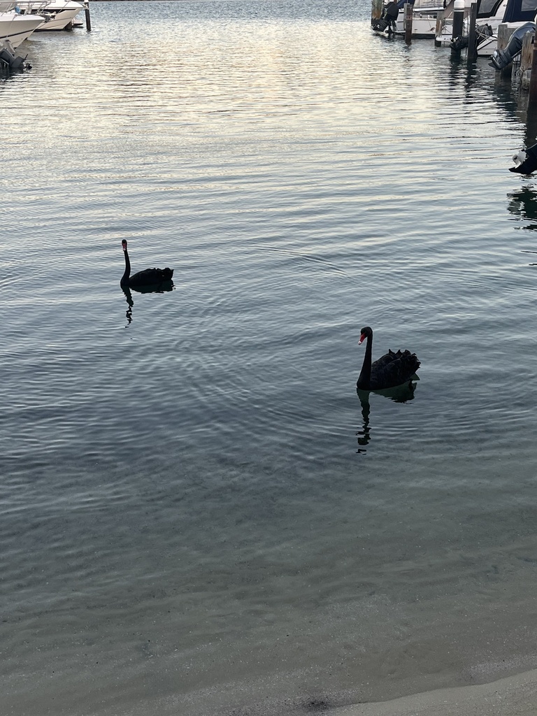 Black Swan from Geographe Bay, North Fremantle, WA, AU on March 9, 2023 ...