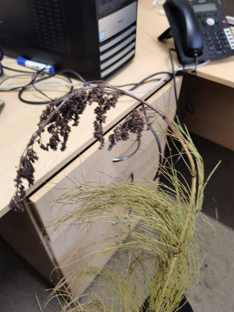 Broom reed from Limietberg on March 9, 2023 at 11:52 AM by takalani ...