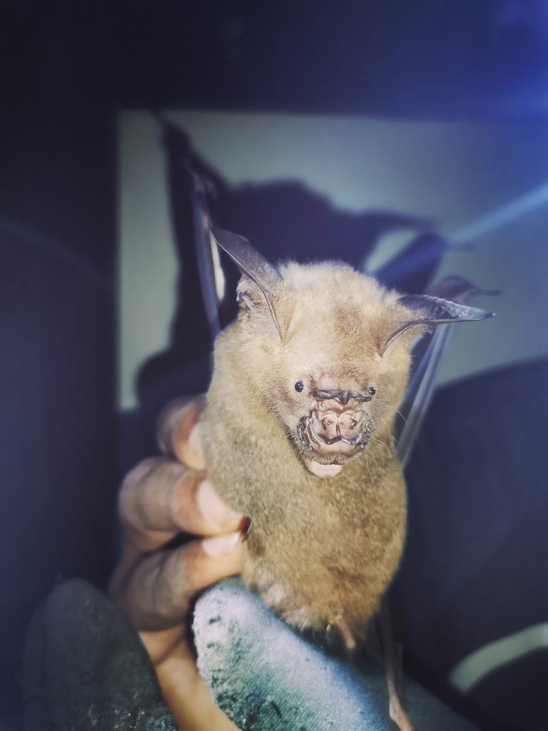 Indian roundleaf bat from Kandy, Sri Lanka on October 29, 2022 at 09:44 ...