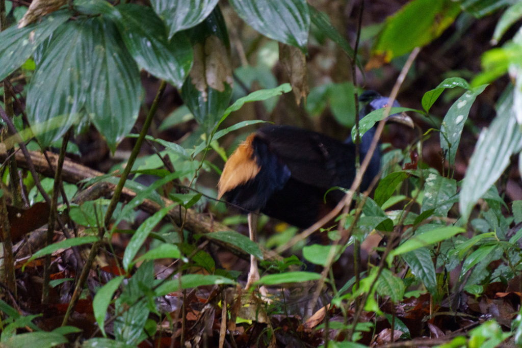 Bornean Crested Fireback in March 2023 by Zé Fontes · iNaturalist