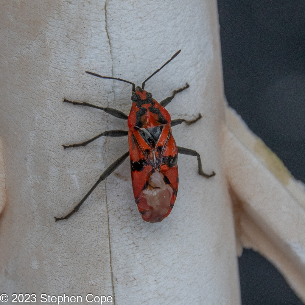 Spilostethus pandurus from oria andalucia spain on March 08, 2023 at 04 ...