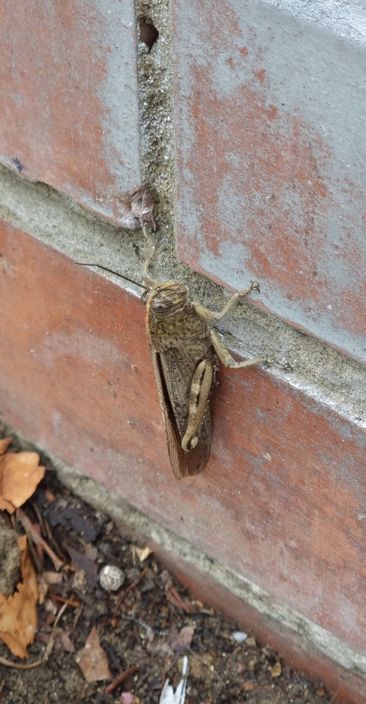 Egyptian Bird Grasshopper in March 2023 by Pablo Galván Mateos ...