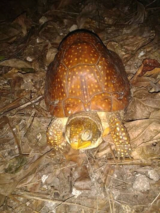 Southern Spotted Box Turtle in October 2018 by Jesús Alberto Loc ...