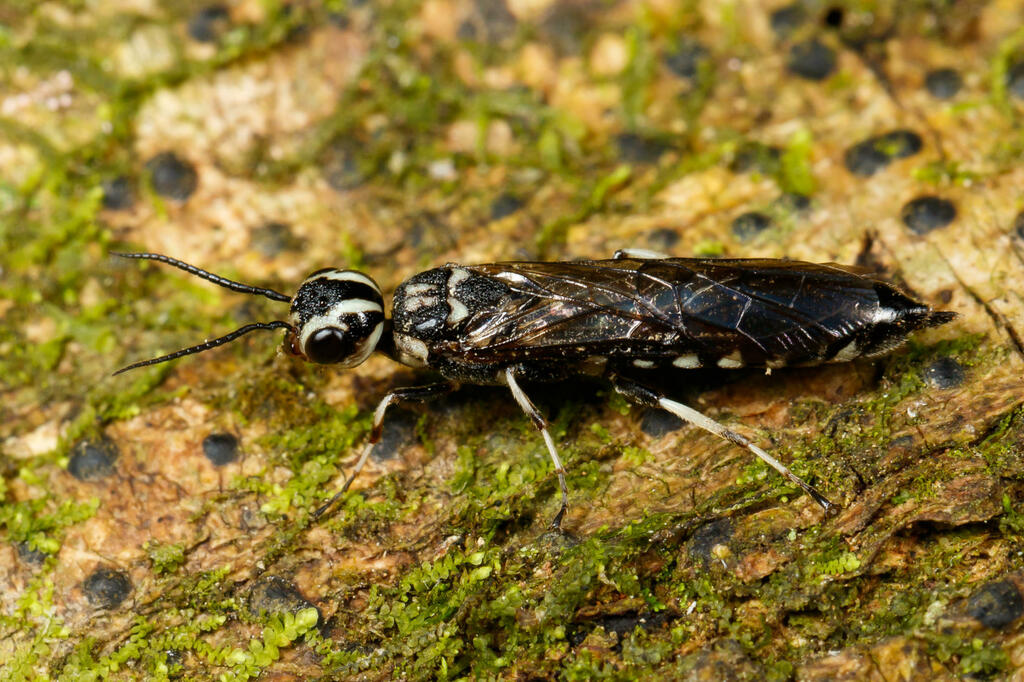 Xiphydria from Alachua County, US-FL, US on March 5, 2023 at 11:44 AM ...