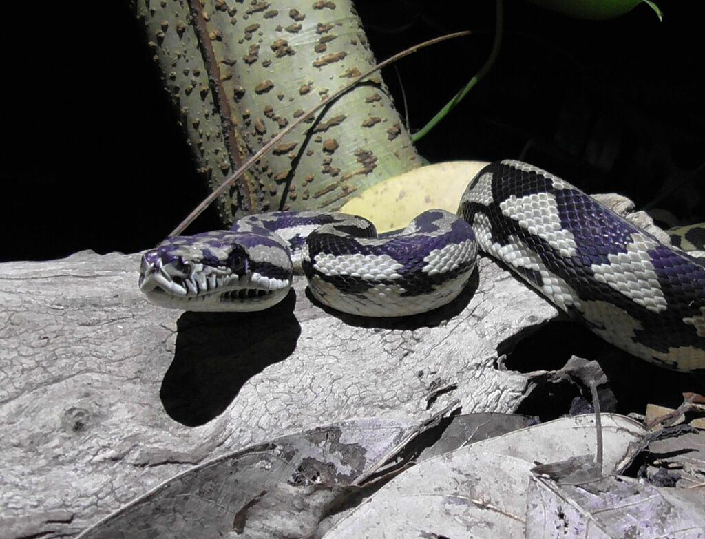Carpet Python from Watsonville QLD 4887, Australia on February 27, 2022 ...