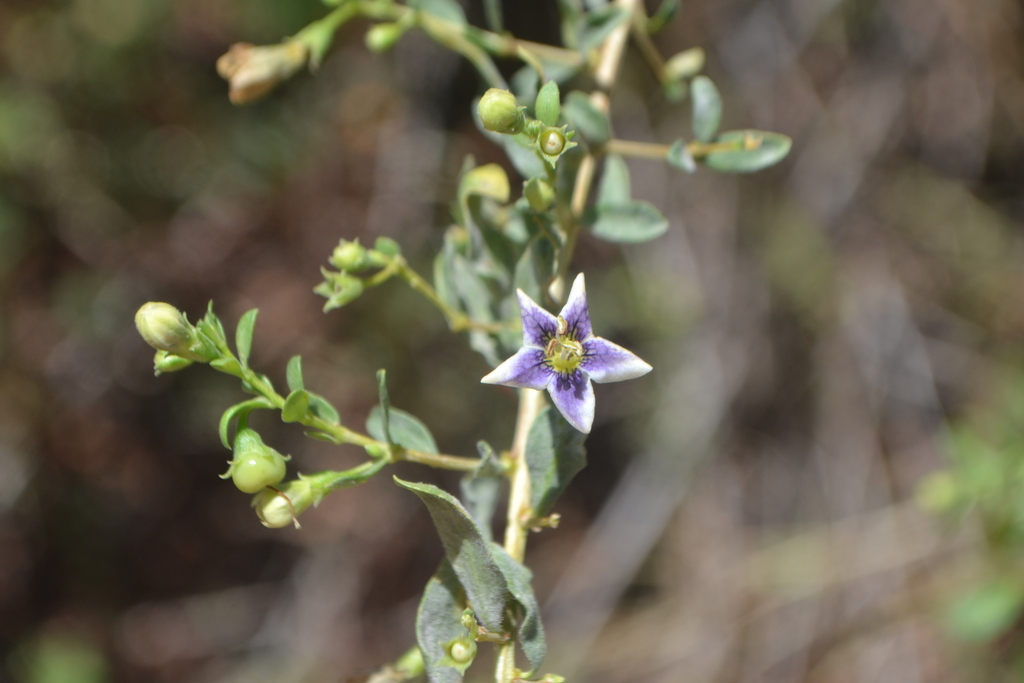 Lycium chilense from El Toyo, San José de Maipo, Región Metropolitana ...